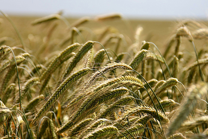 Rye History | Difference between bourbon and rye | Angel's Envy US